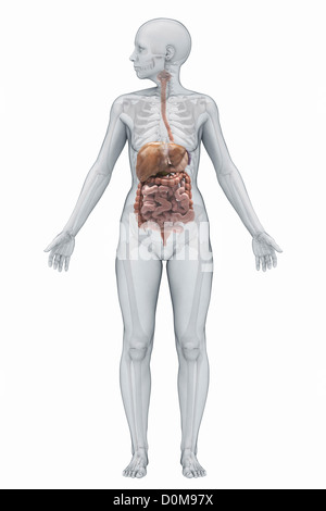 The digestive system (female) viewed from the front. The skeleton is ...