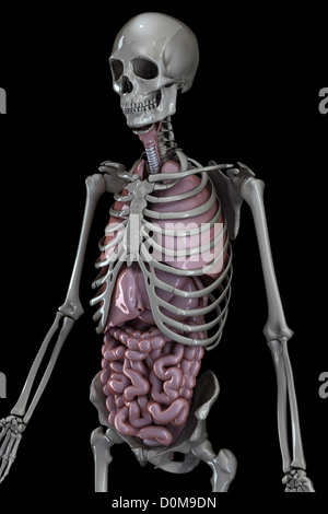 Metallic human skeleton and organs of the trunk viewed from the front ...