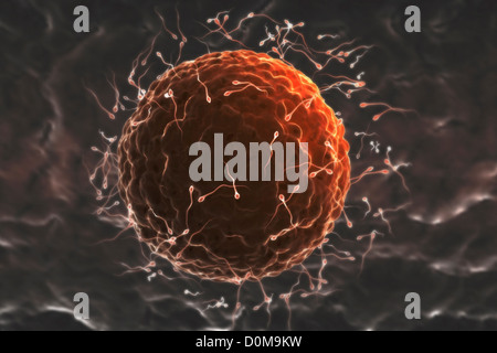 Stylized microscopic human ovum surrounded by human sperm during ...