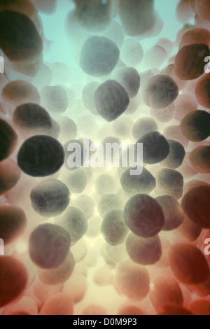Microscopic styled visualization of MRSA cells Stock Photo - Alamy