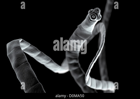 Microscopic styled visualization of a tapeworm (Cestoda Stock Photo - Alamy