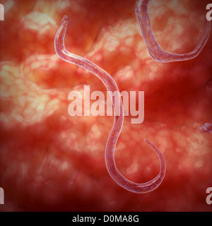 Hookworms, which are parasites that live in the small intestine Stock ...