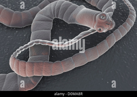 A cestode, a parasitic tapeworm Stock Photo: 52078209 - Alamy
