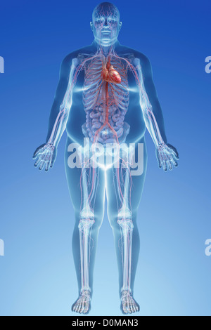 Image of human heart layered over overweight man's body to illustrate ...