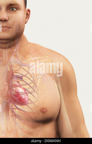 Image cardiovascular system layered over overweight man's body show ...