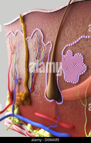 Cross section of skin showing the dermis and subcutis layers Stock ...