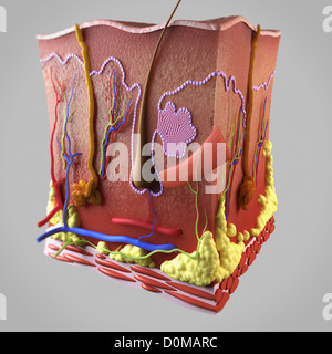 Cross section of skin showing the subcutis layer Stock Photo - Alamy