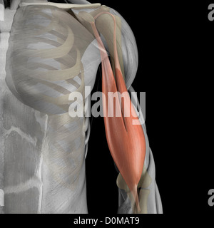 Anatomical model showing the biceps brachii muscles Stock Photo - Alamy