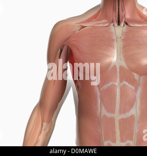 A human model showing the deltoid and pectoralis major as well as Stock ...