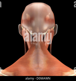 A human model showing the trapezius muscle Stock Photo - Alamy