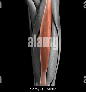 A human model showing the rectus femoris muscle Stock Photo - Alamy