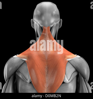 Anatomical model showing the trapezius muscles Stock Photo - Alamy