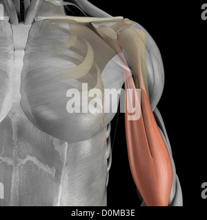 Anatomical model showing the biceps brachii muscles Stock Photo - Alamy