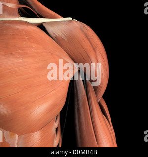 Anatomical model showing the deltoid muscles and scapula Stock Photo ...