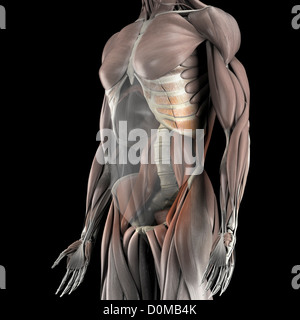 A human model showing the psoas major muscle Stock Photo - Alamy