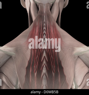 A human model showing the trapezius muscle Stock Photo - Alamy