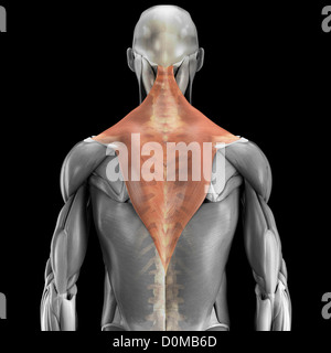 Anatomical model showing the trapezius muscles Stock Photo - Alamy