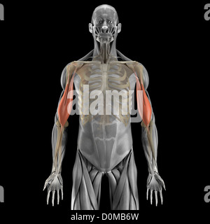 Anatomical model showing the biceps brachii muscles Stock Photo - Alamy