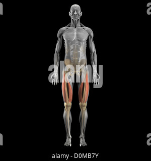 A human model showing the vastus medialis and lateralis muscles Stock ...