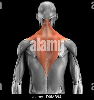 Anatomical model showing the trapezius muscles Stock Photo - Alamy