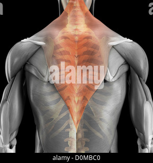 Anatomical model showing the trapezius muscles Stock Photo - Alamy