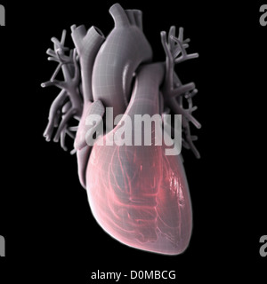 Wireframe diagram of a heart Stock Photo - Alamy