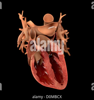 Diagram of a heart, showing an anterior cut Stock Photo - Alamy