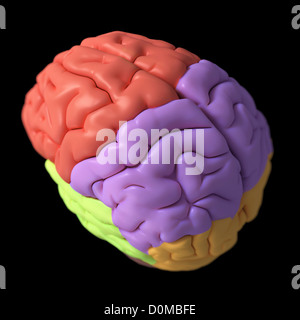 A model of the human brain, isolating different lobes with color Stock ...