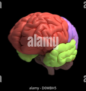 A model of the human brain, isolating different lobes with color Stock ...