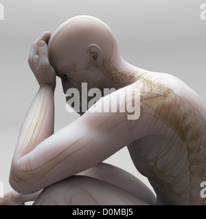 Anatomical model showing the skeletal alignment of a human bent over ...