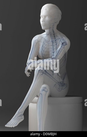 Anatomical model showing the position of the human heart within the ...