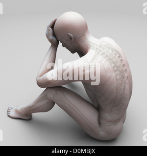 Anatomical model showing the skeletal alignment of a human bent over ...