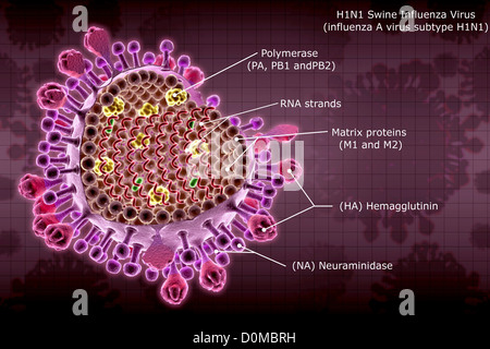 Diagram of an H1N1 swine flu virus particle with section labels Stock ...