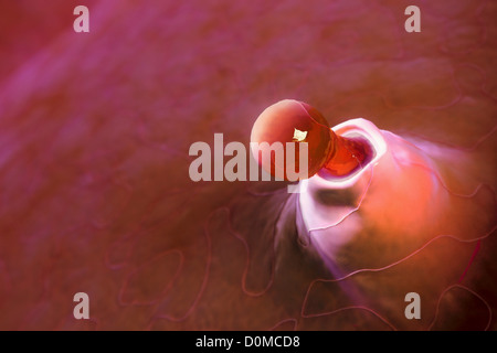 The process of ovulation inside a female body Stock Photo - Alamy