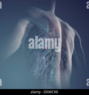 Rear of a human model showing internal anatomy Stock Photo - Alamy