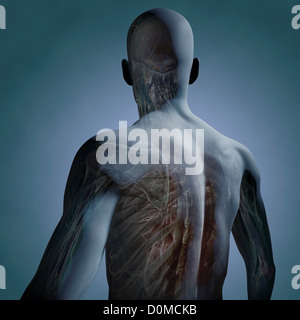 Rear of a human model showing internal anatomy Stock Photo - Alamy