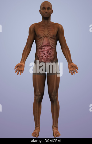 Anatomical model of African ethnicity showing the human skeletal ...