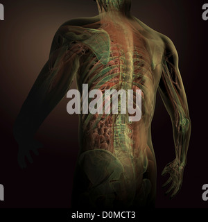 Rear of a human model showing internal anatomy Stock Photo - Alamy