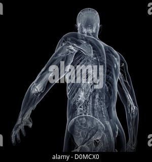 Rear of a human model showing internal anatomy Stock Photo - Alamy