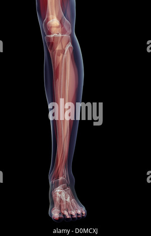 A human model showing the foot muscles Stock Photo - Alamy