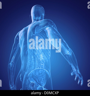 Rear of a human model showing internal anatomy Stock Photo - Alamy