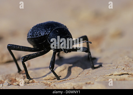 Namib Desert Beetle (Onymacris unguicularis) on a hand, Tsisab Gorge ...