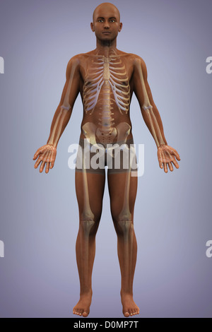 Anatomical model of African ethnicity showing vital human organs Stock ...