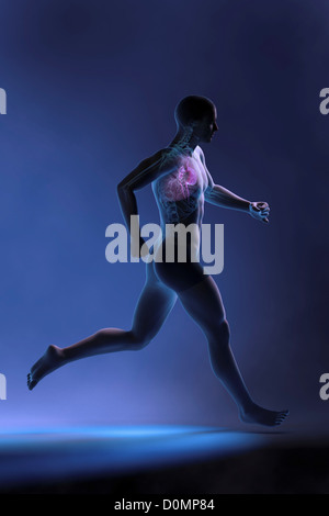 Anatomical model showing the effects of running on the heart and ...
