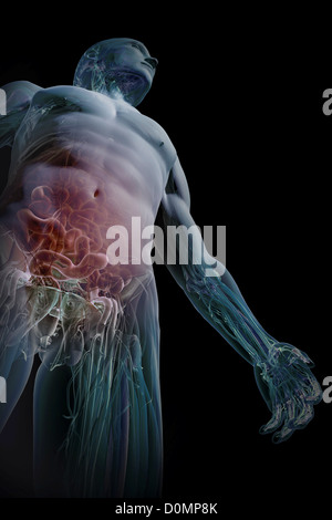 A human model showing internal anatomy Stock Photo - Alamy