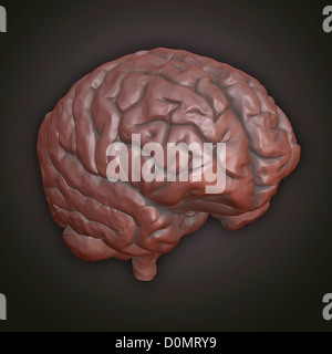 Clay model showing the anatomical structure of a brain Stock Photo - Alamy
