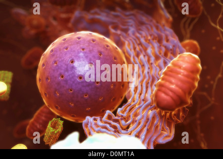 Diagram showing the internal operations of a human cell Stock Photo - Alamy