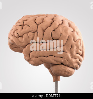 Clay model showing the anatomical structure of a brain Stock Photo - Alamy