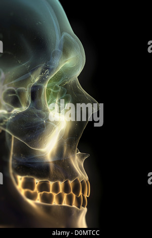 Anatomical model showing the human skull and paranasal sinuses Stock ...