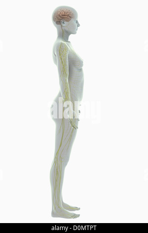 A stylized female figure with a wire frame appearance with nerves and ...